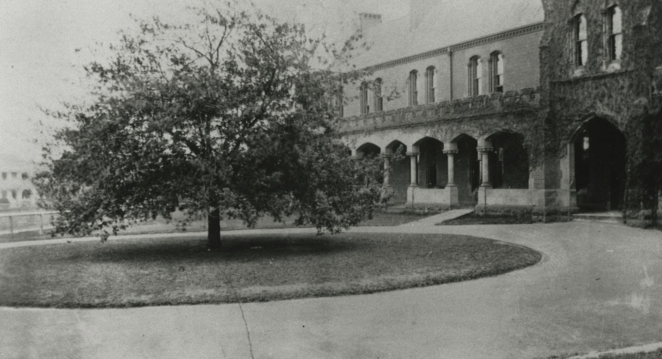 'A fine spreading tree' The College Oak