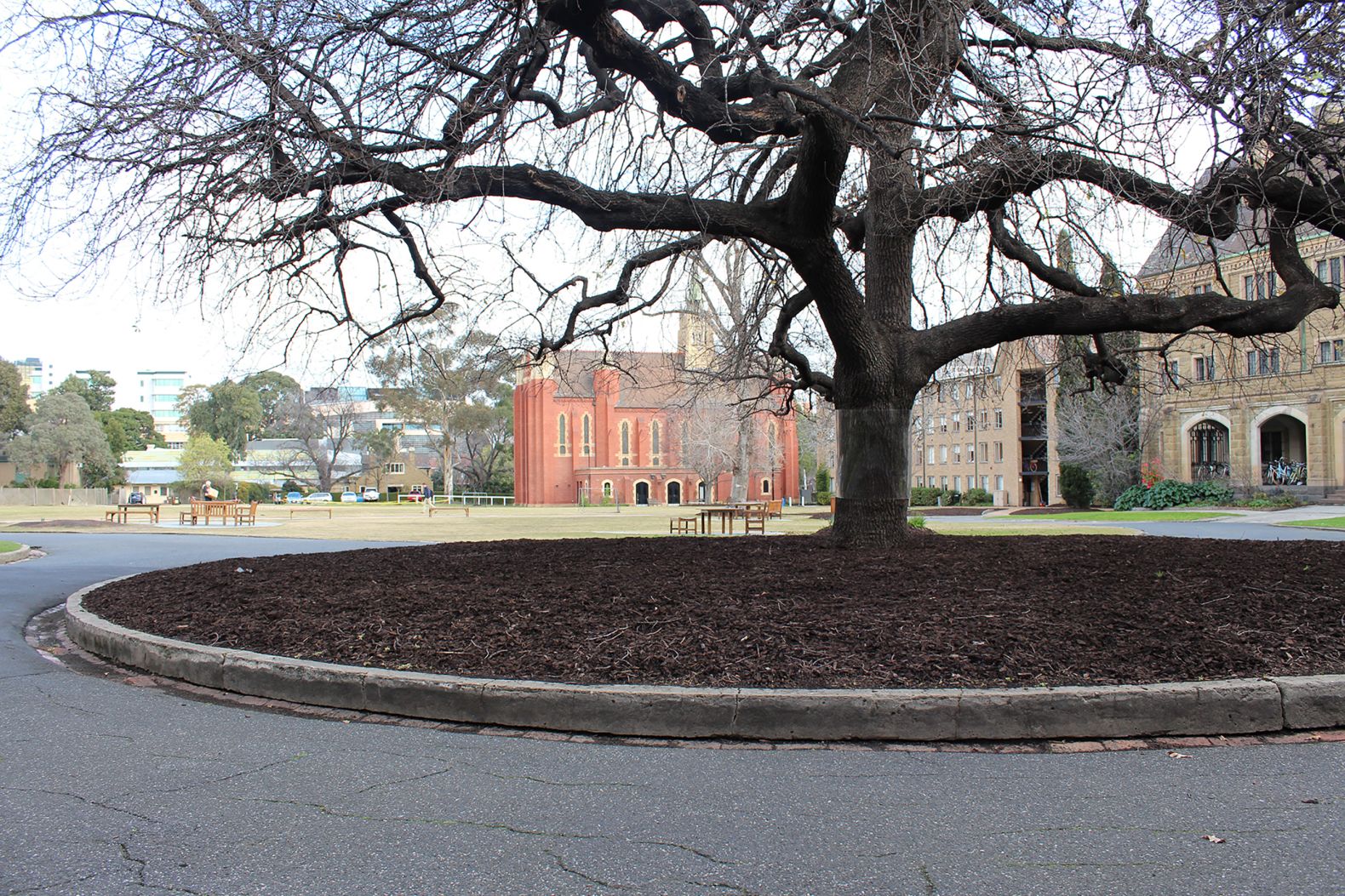 'A fine spreading tree' The College Oak